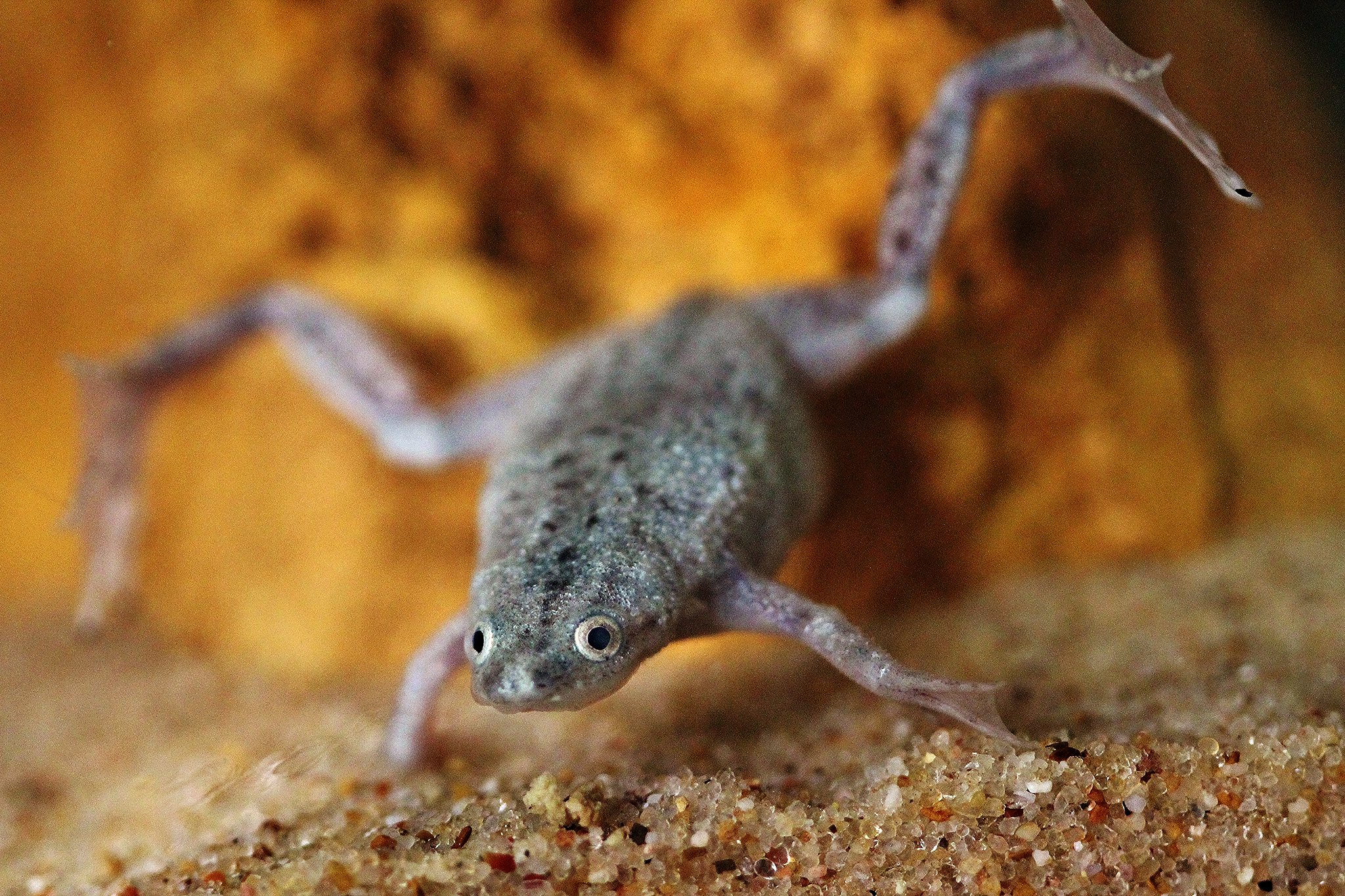 African Dwarf Frogs Lifespan