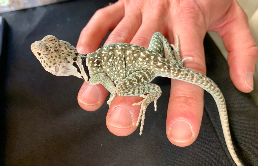 Collared Lizard Care Guide
