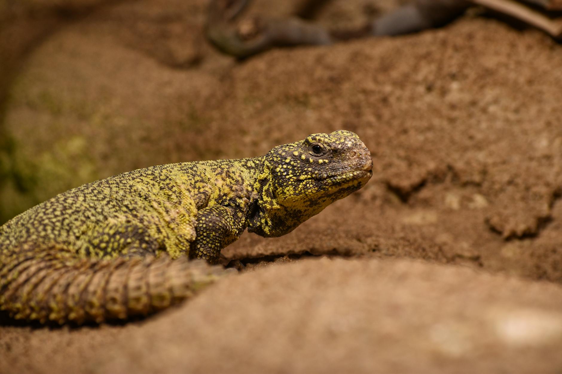 Uromastyx (Spiny-Tailed Lizard) Care Guide